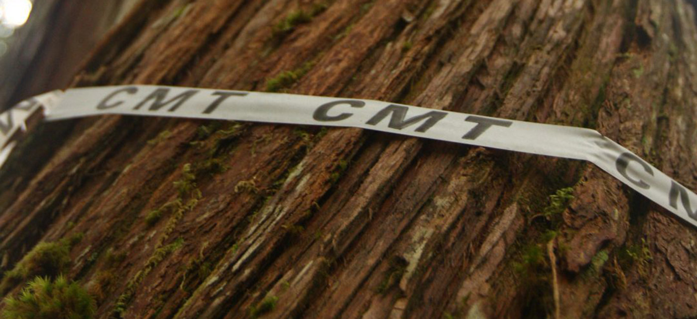 Culturally Modified Trees: When the Forest Comes Alive | Culturally ...